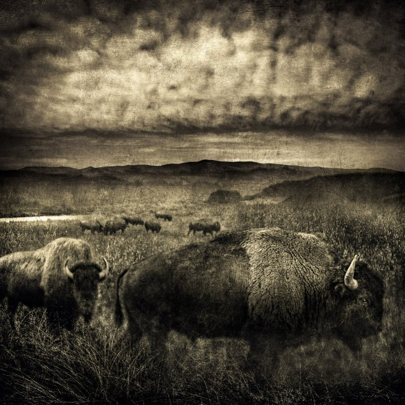 MICHAEL REGNIER | Buffalo Storm – McCroskey Interiors